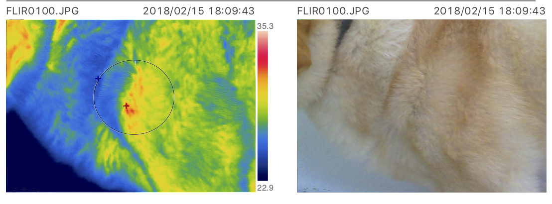 Termografia Veterinária: Um Ótimo Método De Diagnóstico Para Seu Pet.