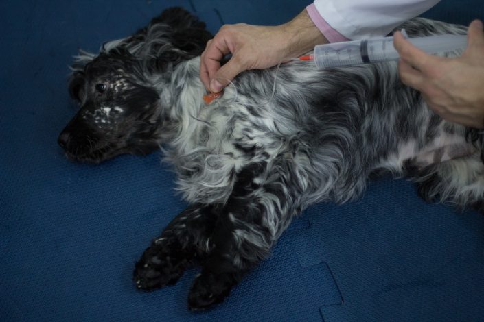 Tratamento com Ozonioterapia em cães e gatos - Fisioanimal